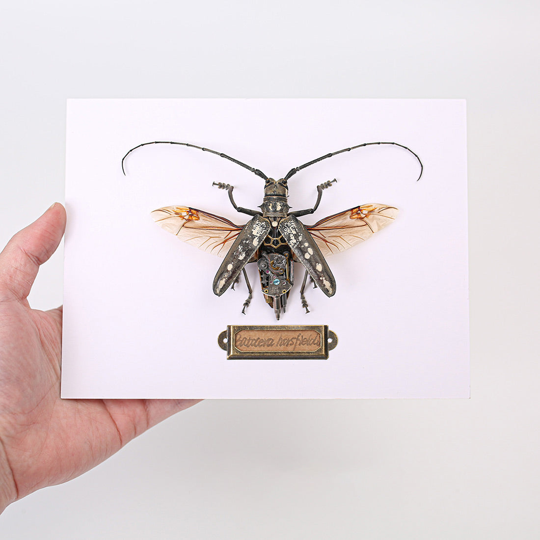 Steampunk Brown Long-horned Beetle Batocera Horsfieldi Bug Insect