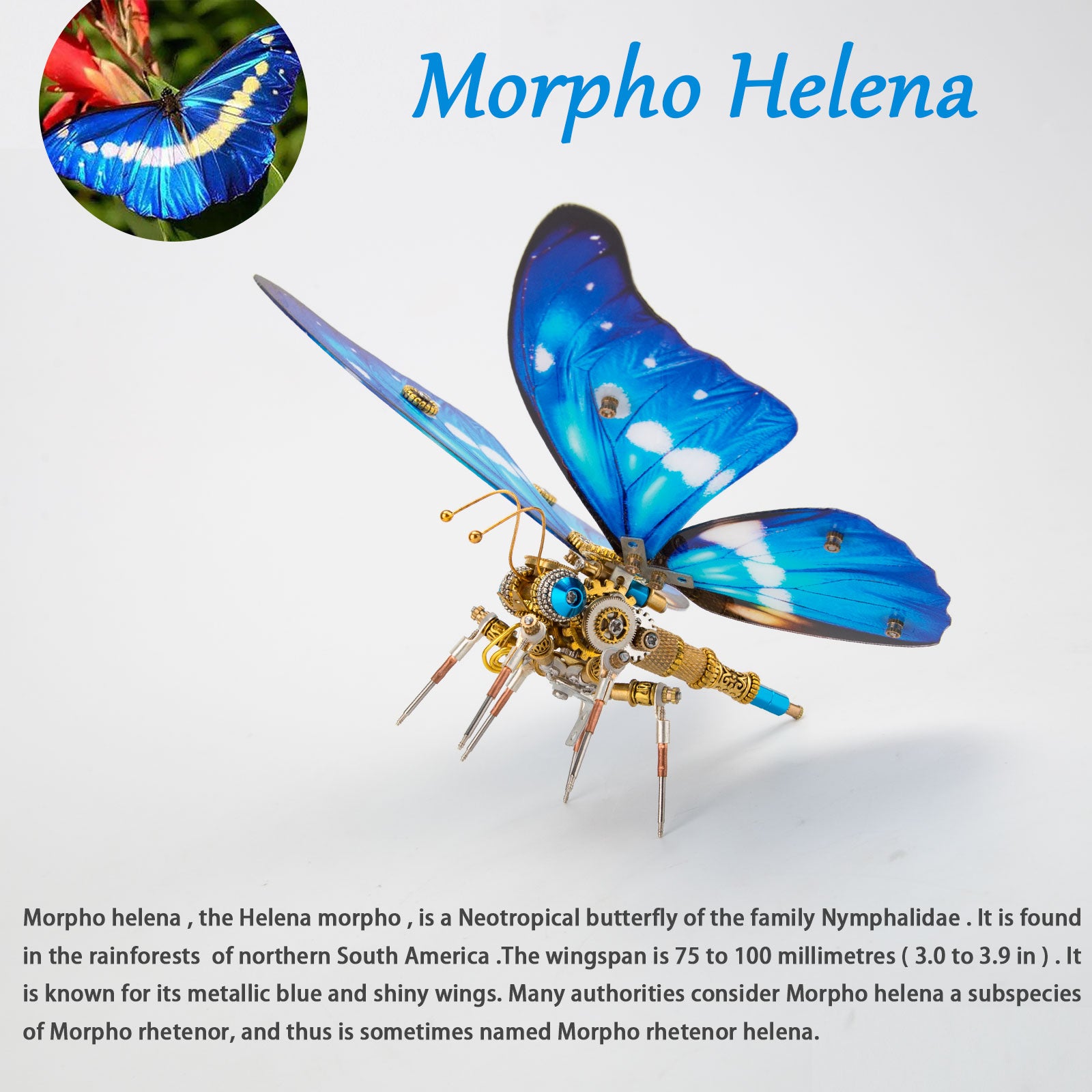 Steampunk Morpho Butterfly Kits for Butterfly Lovers Steampunk Decor